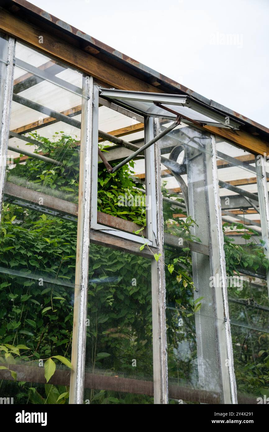 Open window vents in greenhouse for ventilation with tropical plants ...