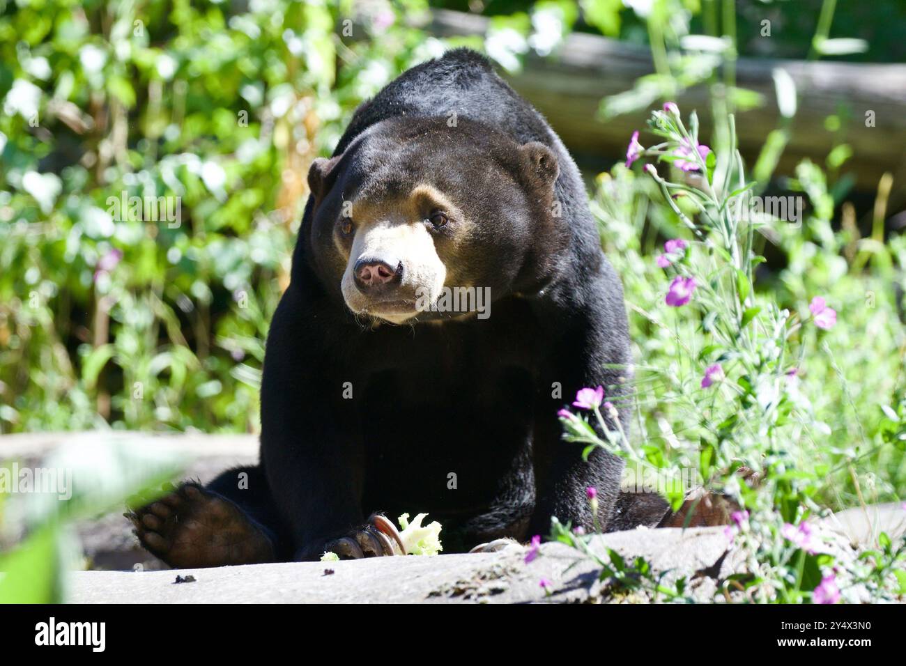 Sun Bear (Helarctos malayanus) in Colchester Zoo Essex UK Stock Photo ...