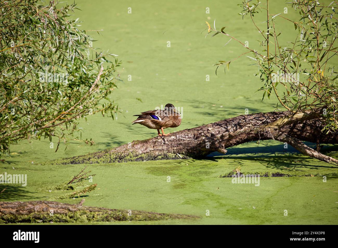 Female Mallard duck (Anas platyrhynchos) resting on a part submerged ...