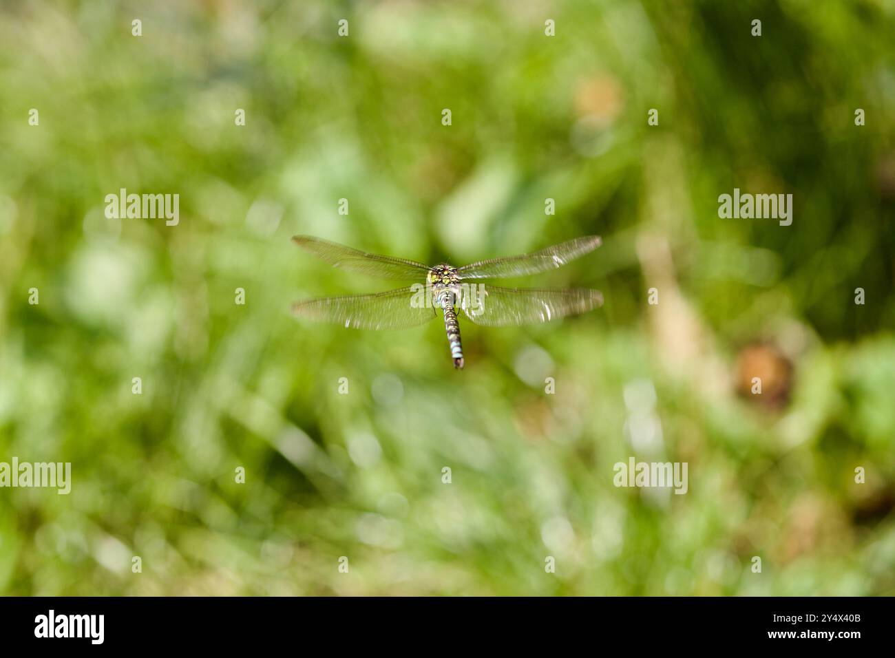 Blue Emperor dragonfly (Anax imperator) in flight over a pond in Little ...