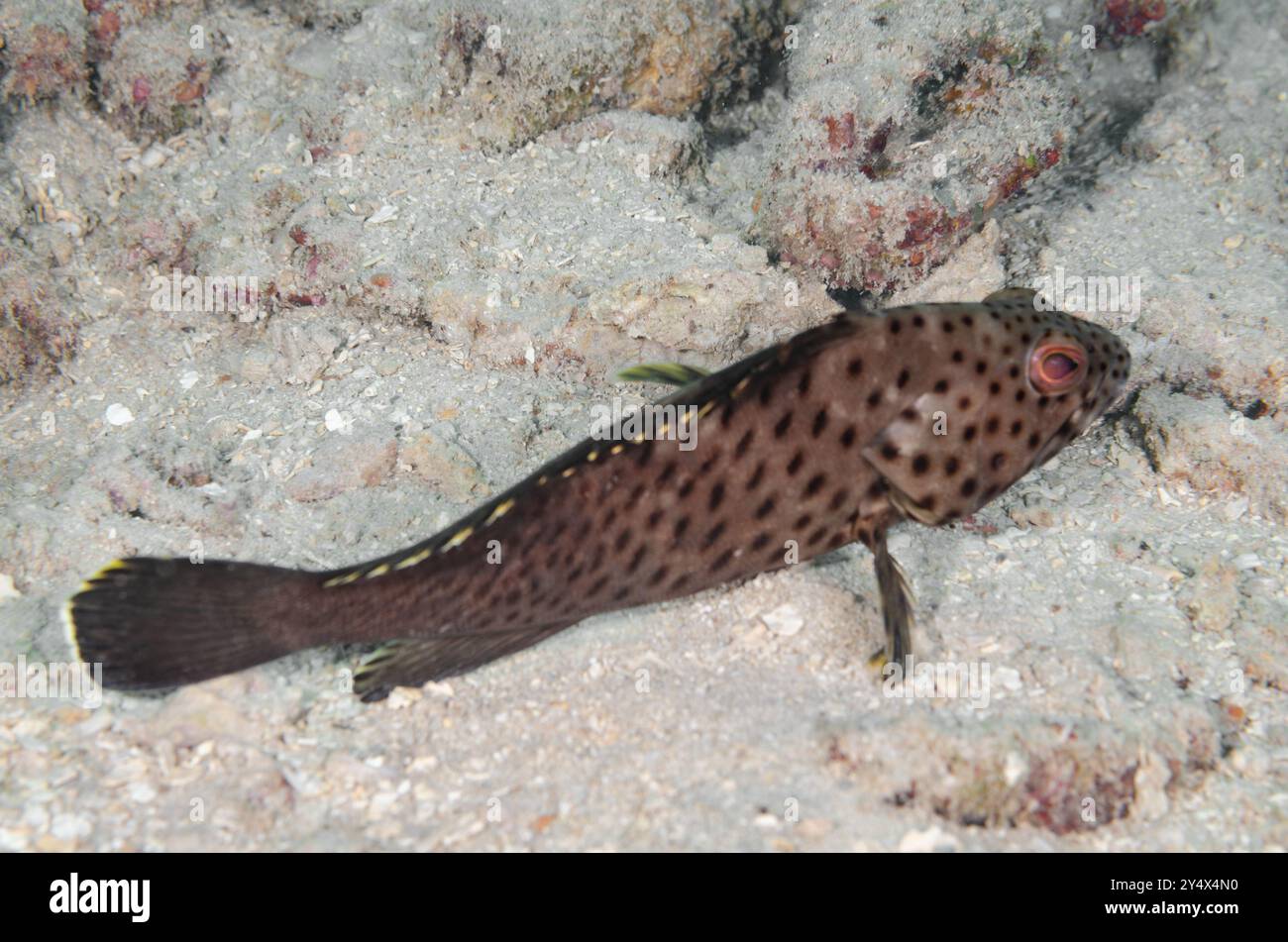 Highfin grouper, Ephinephelus maculatus, Serranidae, Malindi Marine ...