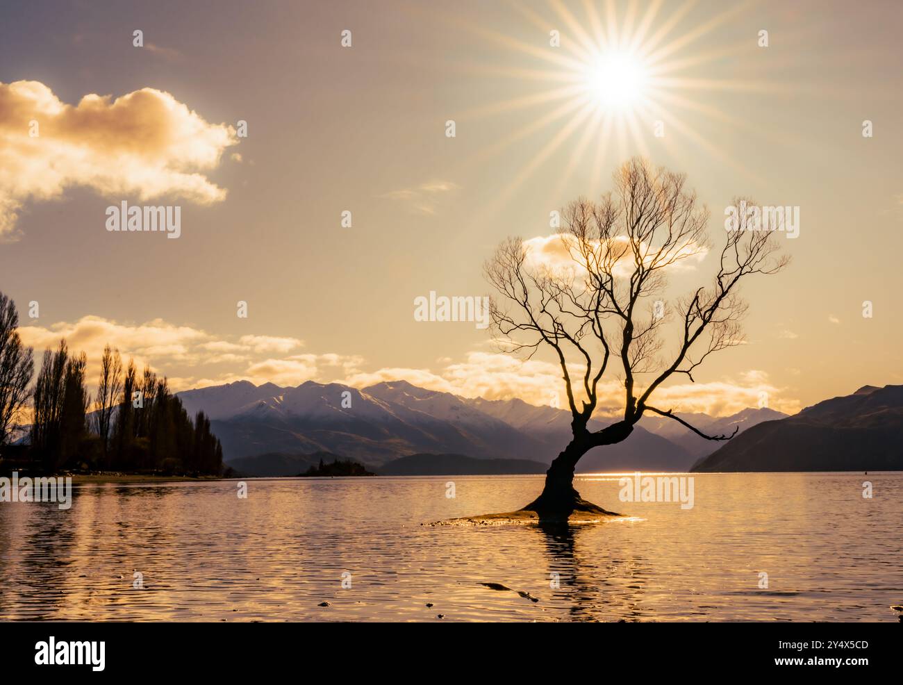 Amazing That Wanaka Tree Stock Photo - Alamy