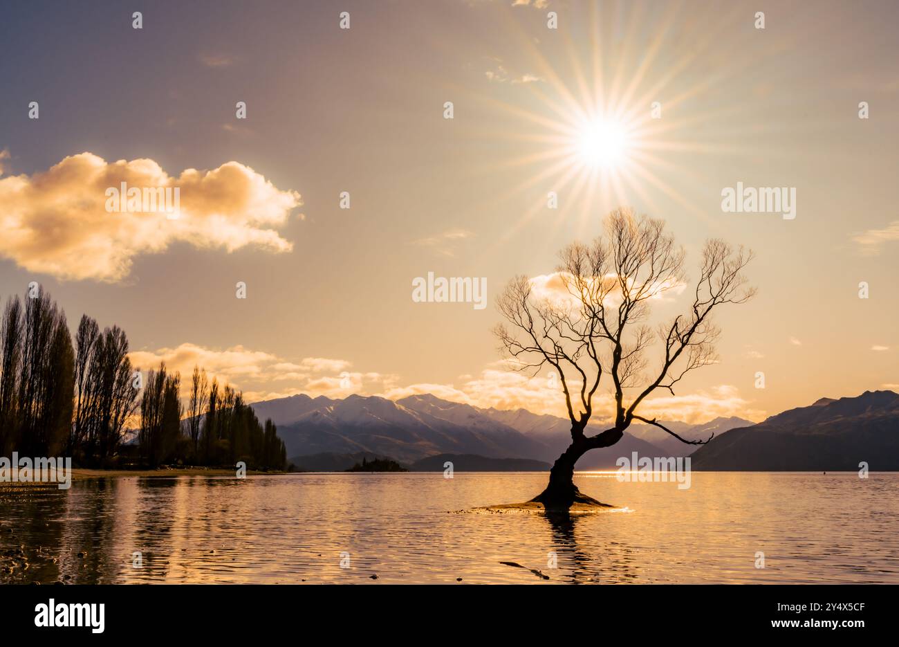Amazing That Wanaka Tree Stock Photo - Alamy