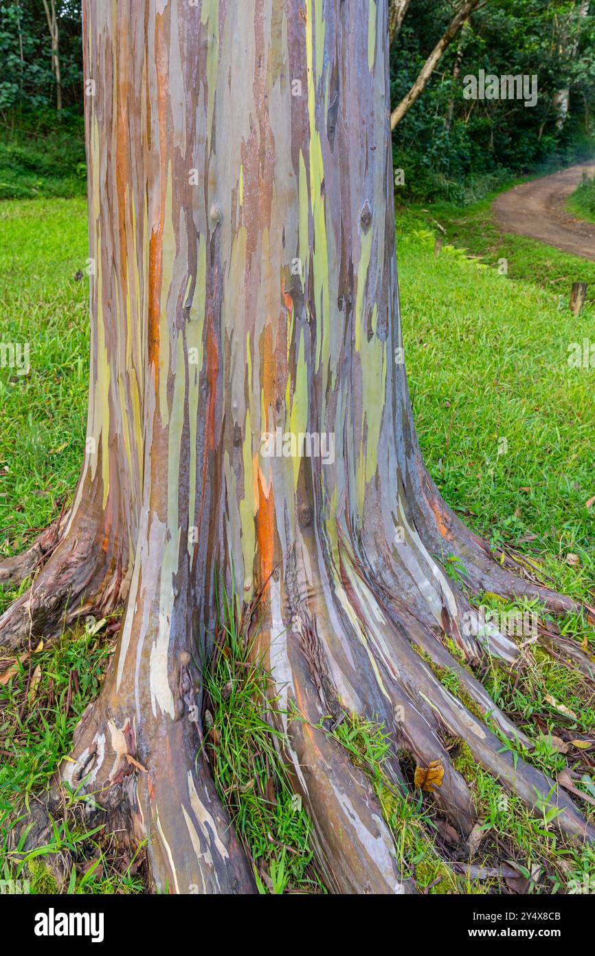 Rainbow Eucalyptus tree at Keahua Arboretum near Kapa'a, Kauai, Hawaii ...
