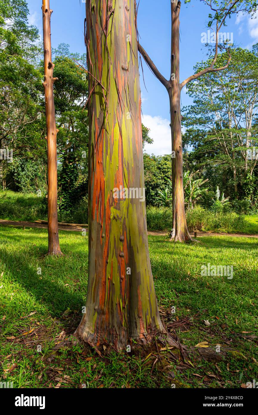 Rainbow Eucalyptus tree at Keahua Arboretum near Kapa'a, Kauai, Hawaii ...