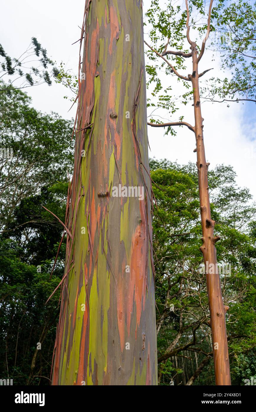 Rainbow Eucalyptus tree at Keahua Arboretum near Kapa'a, Kauai, Hawaii ...