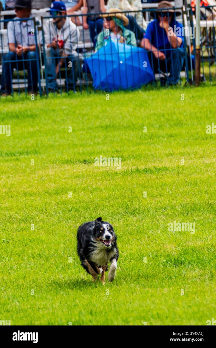 Border Collie running through field; Meeker Classic Sheepdog ...