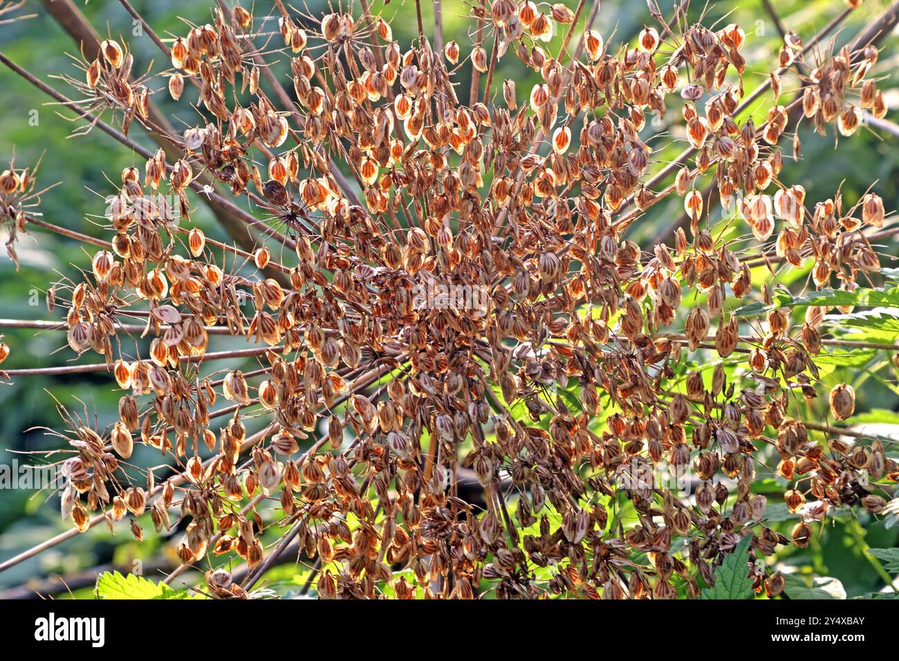 Invasive Neophyten in Deutschland Die verblühte Dolde mit den Früchten ...