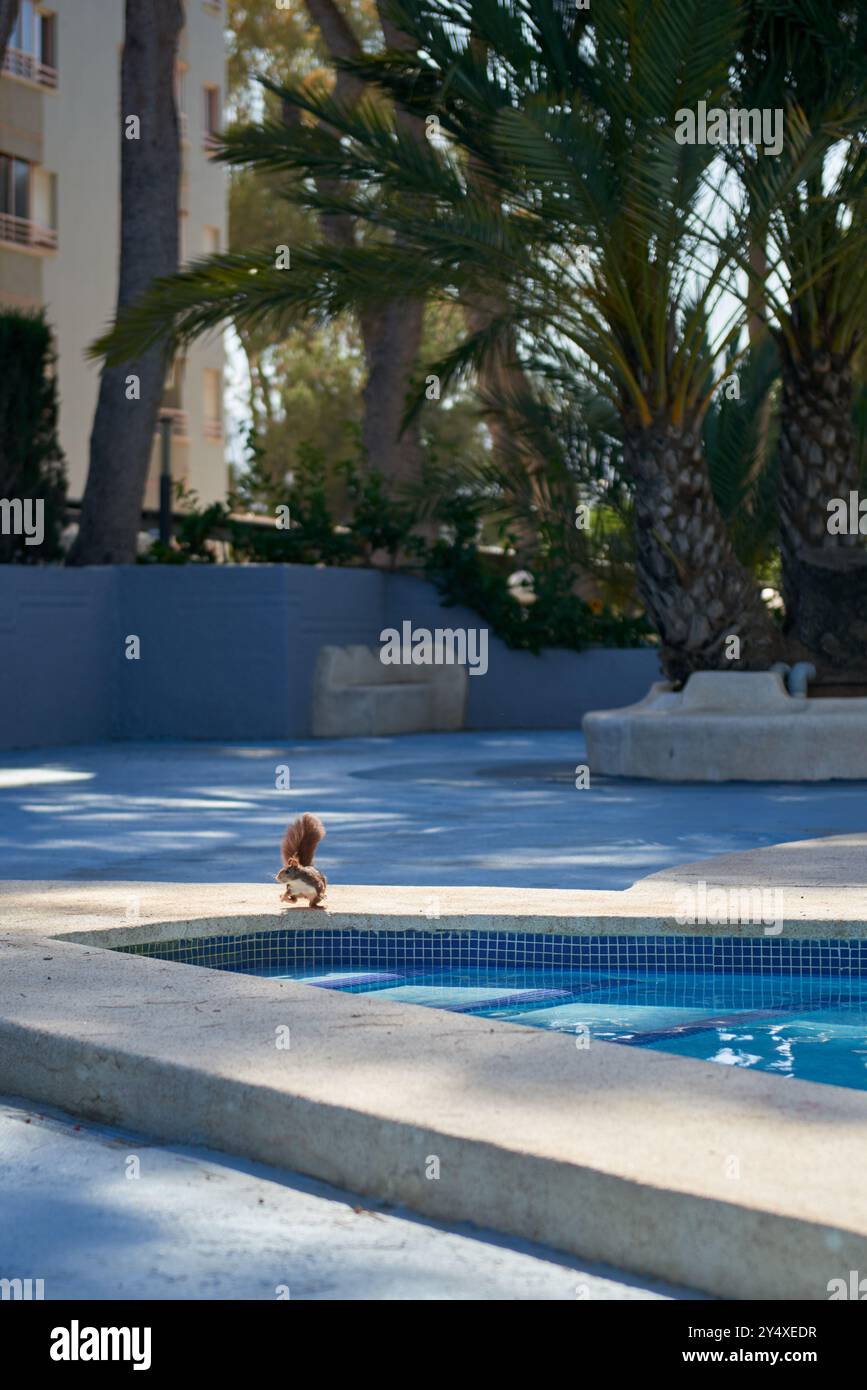 Charming Wildlife Moment: Squirrel Quenching Thirst at Poolside Oasis ...
