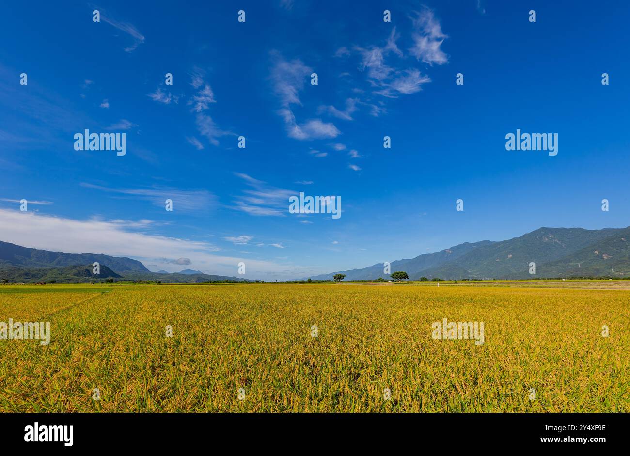 Sunny view of the beautiful rice paddy field at Chishang, Taiwan Stock ...