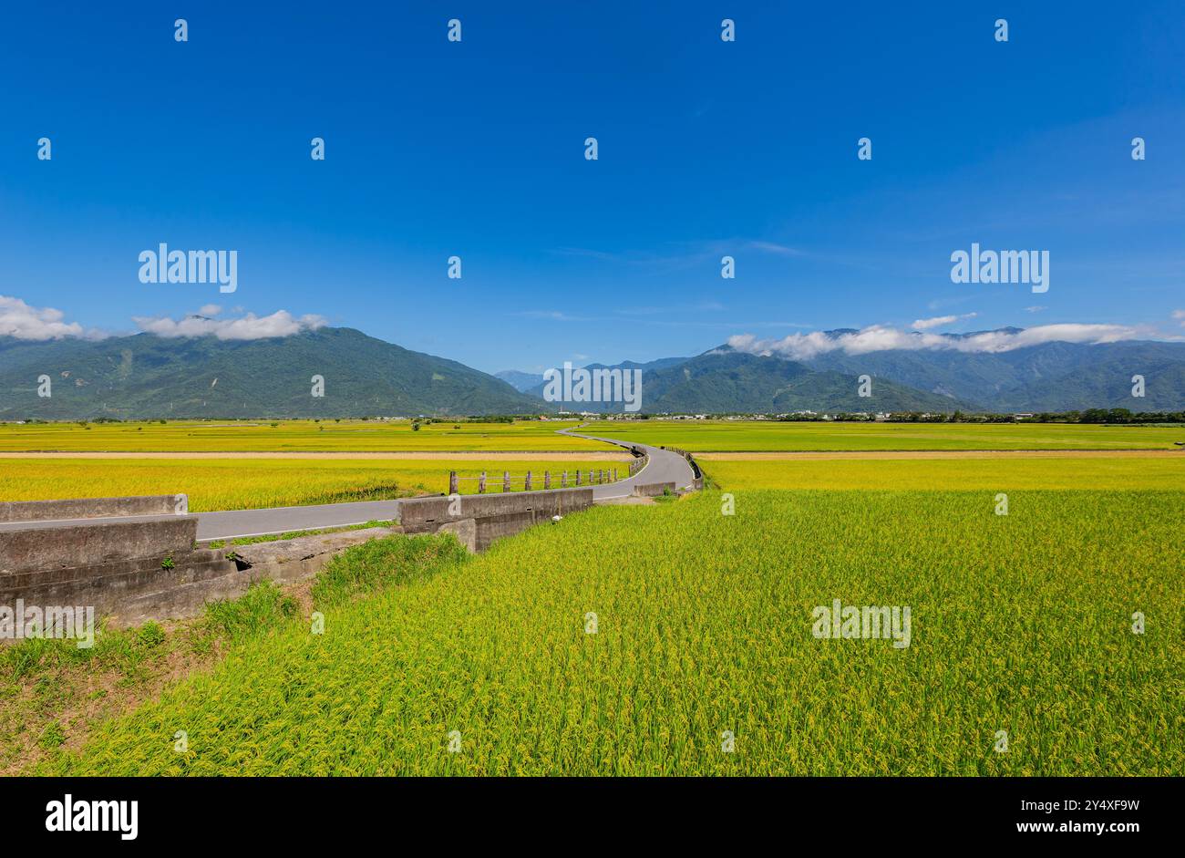 Sunny view of the beautiful rice paddy field at Chishang, Taiwan Stock ...
