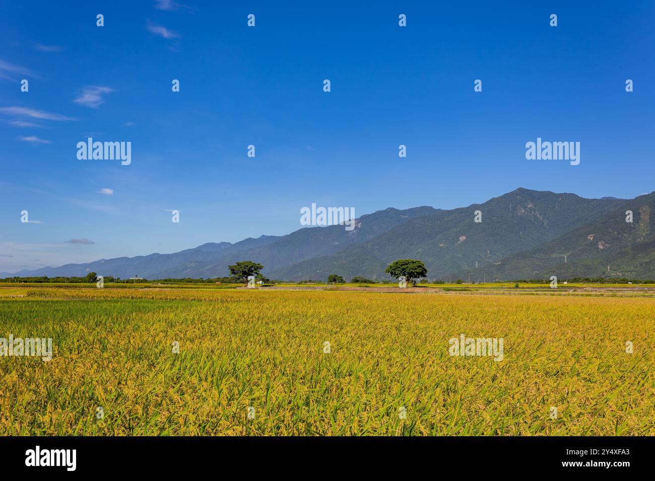 Sunny view of the beautiful rice paddy field at Chishang, Taiwan Stock ...