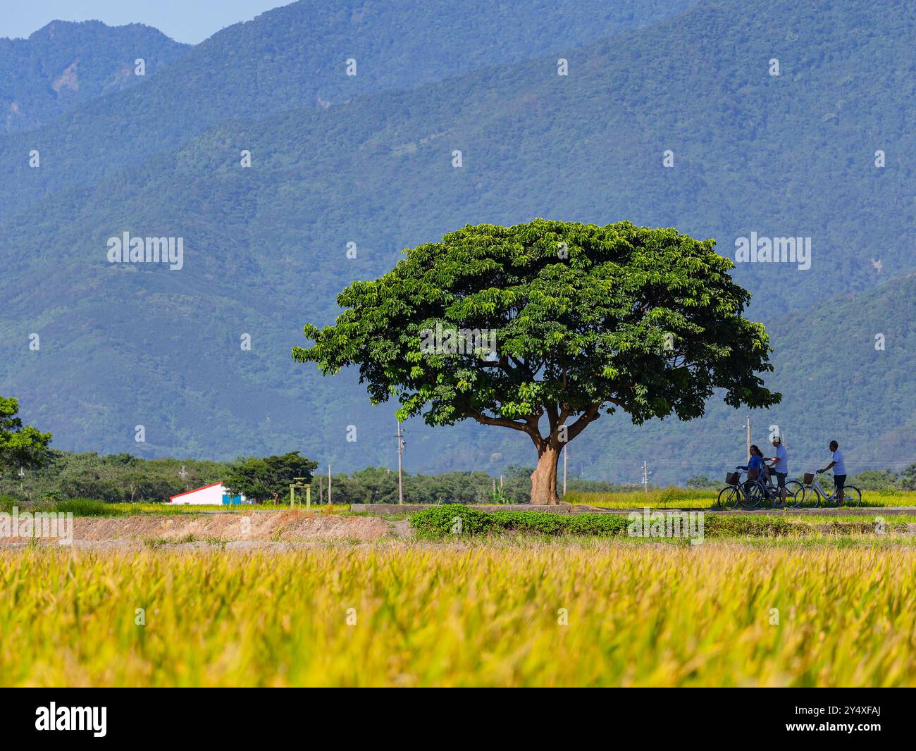 Sunny view of the beautiful rice paddy field with Takeshi Kaneshiro ...