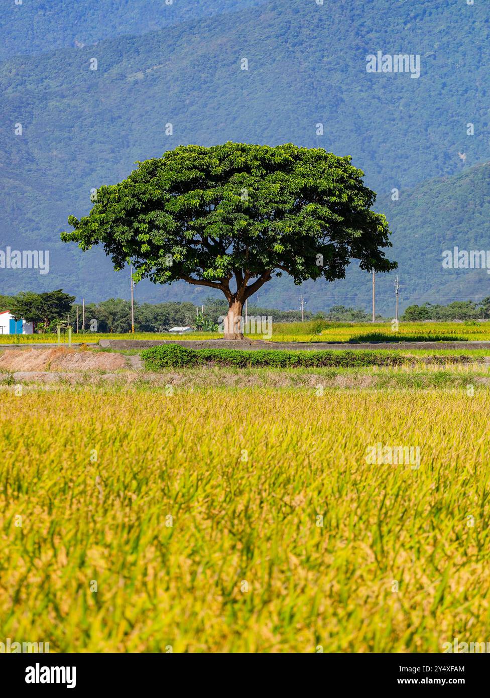 Sunny view of the beautiful rice paddy field with Takeshi Kaneshiro ...