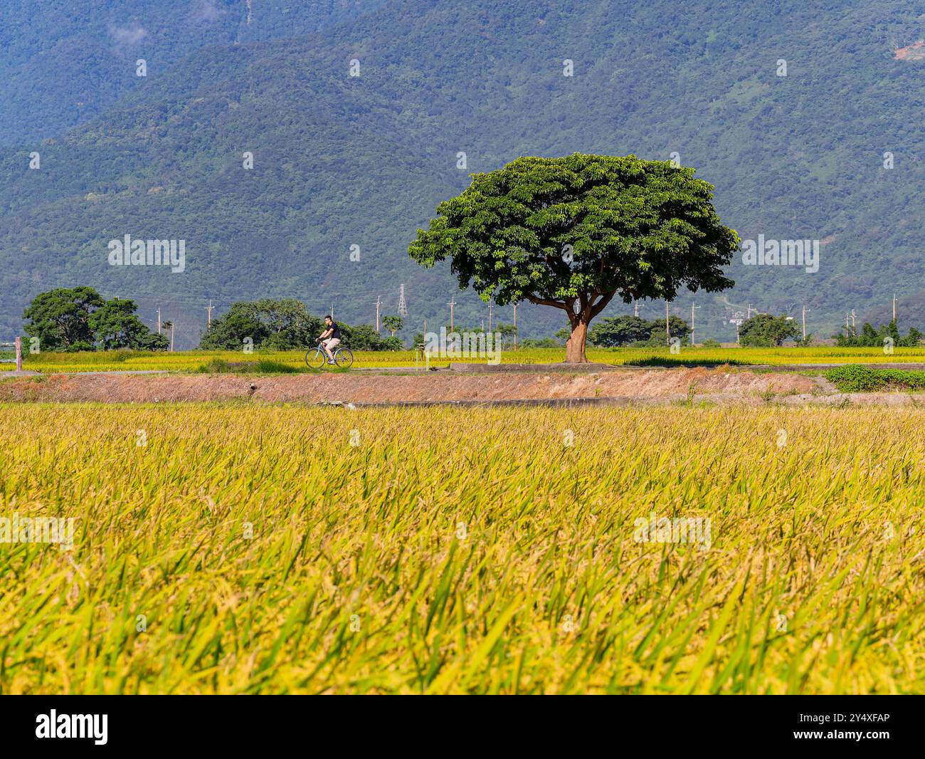 Sunny view of the beautiful rice paddy field with Takeshi Kaneshiro ...