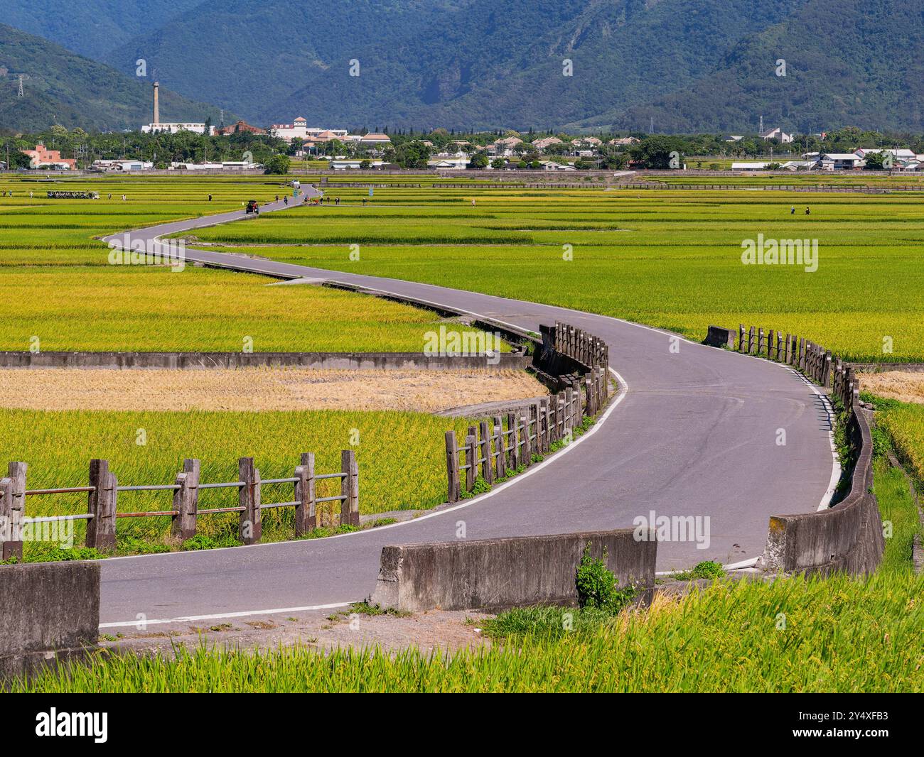 Sunny view of the beautiful rice paddy field at Chishang, Taiwan Stock ...