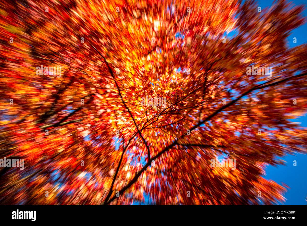 Fall colours, abstract leaf zoom blur effect Stock Photo - Alamy