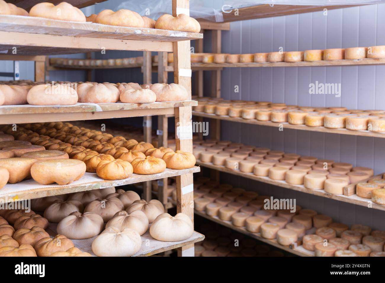 Shelf stands with heads of goat cheese in ripening chamber on cheese ...