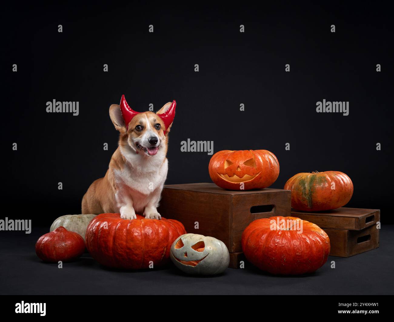 A Corgi with devil ears poses with Halloween pumpkins, sitting against ...
