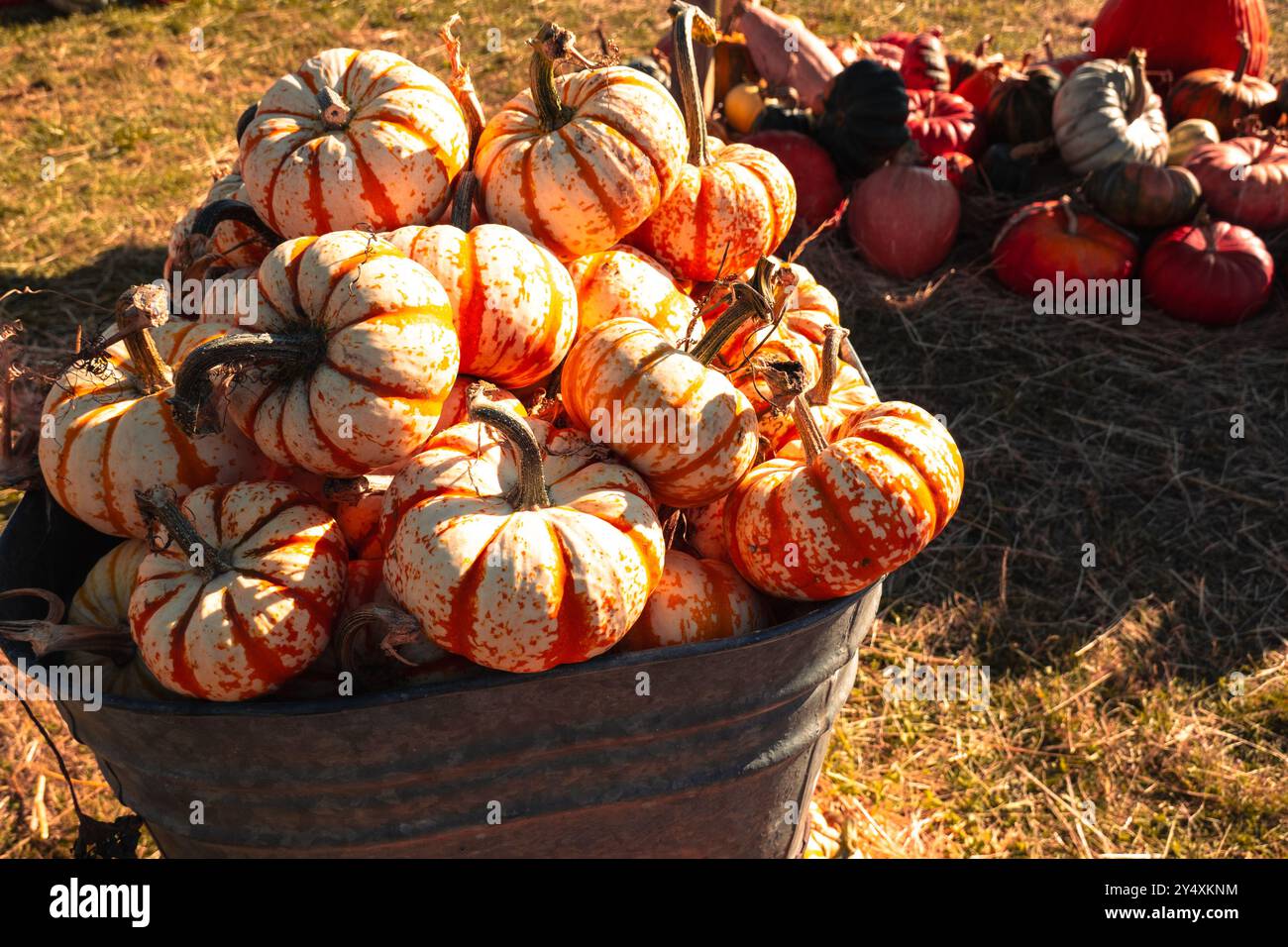 A bucket of squash at Suyematsu Farms on Bainbridge Island Stock Photo ...