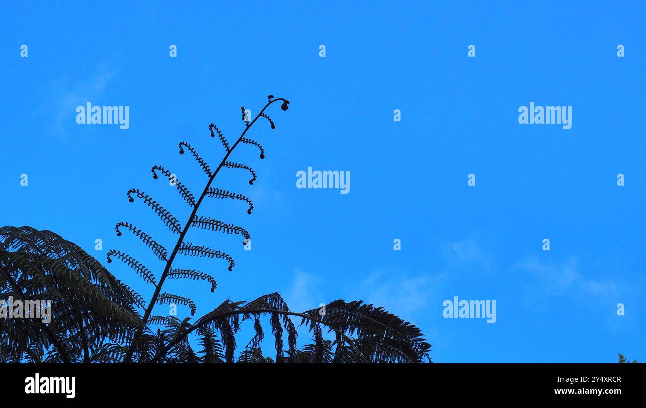 Big new frond on a tree fern, low angle Stock Photo - Alamy