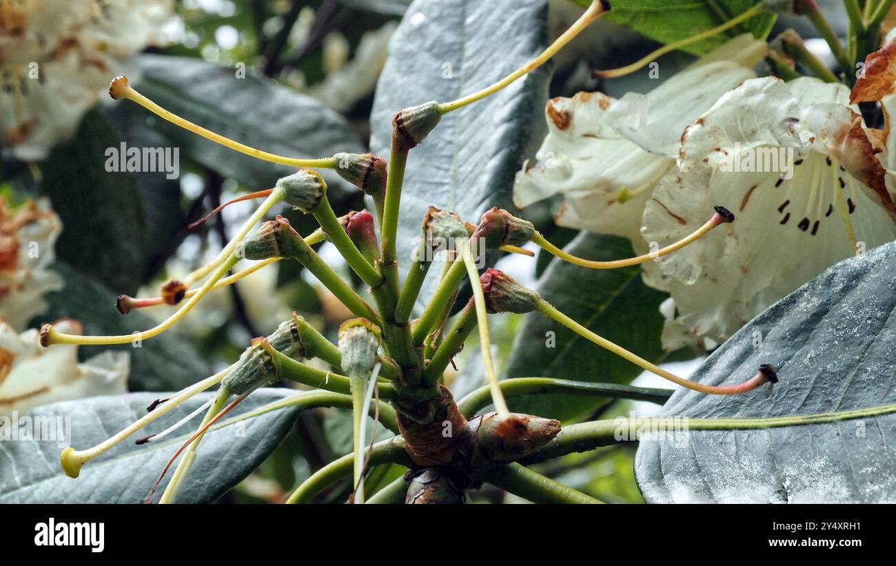 Rhododendron seed heads newly revealed and green after the blossom has ...