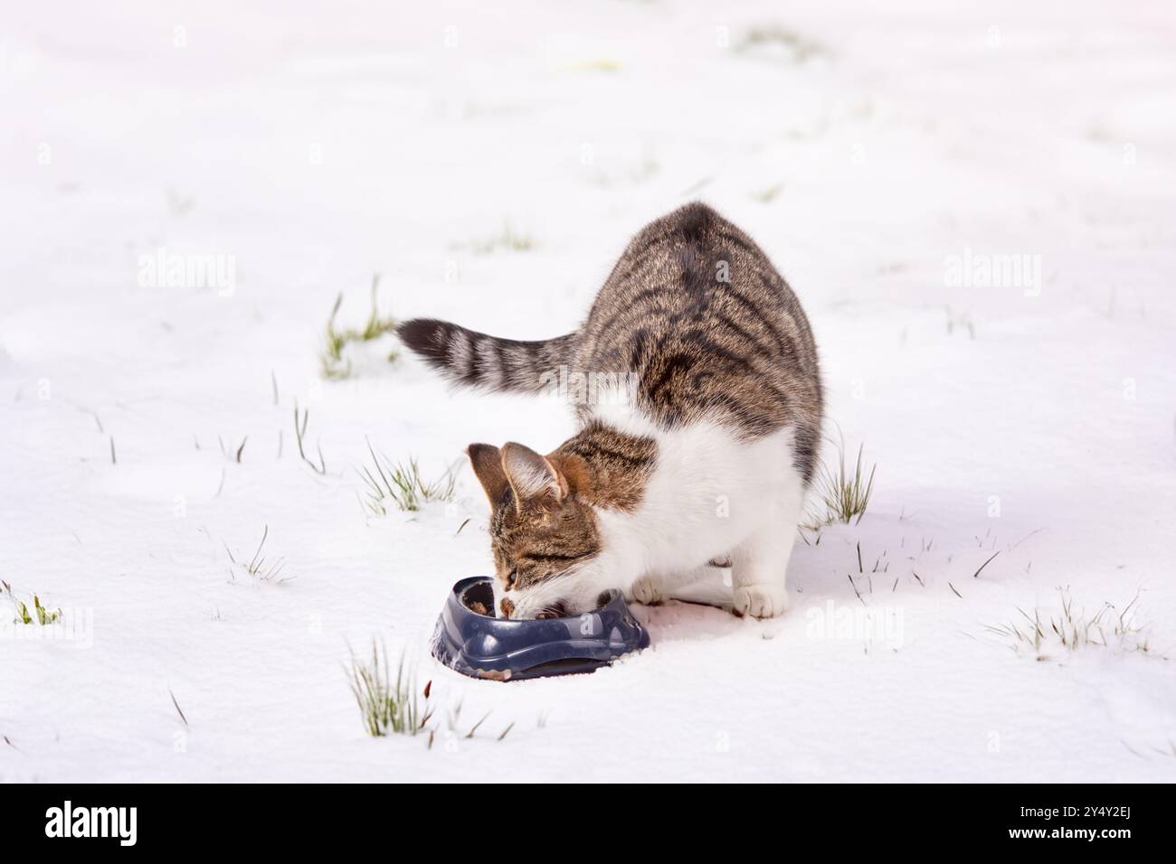 cute hungry cat eating from the food bowl Stock Photo - Alamy