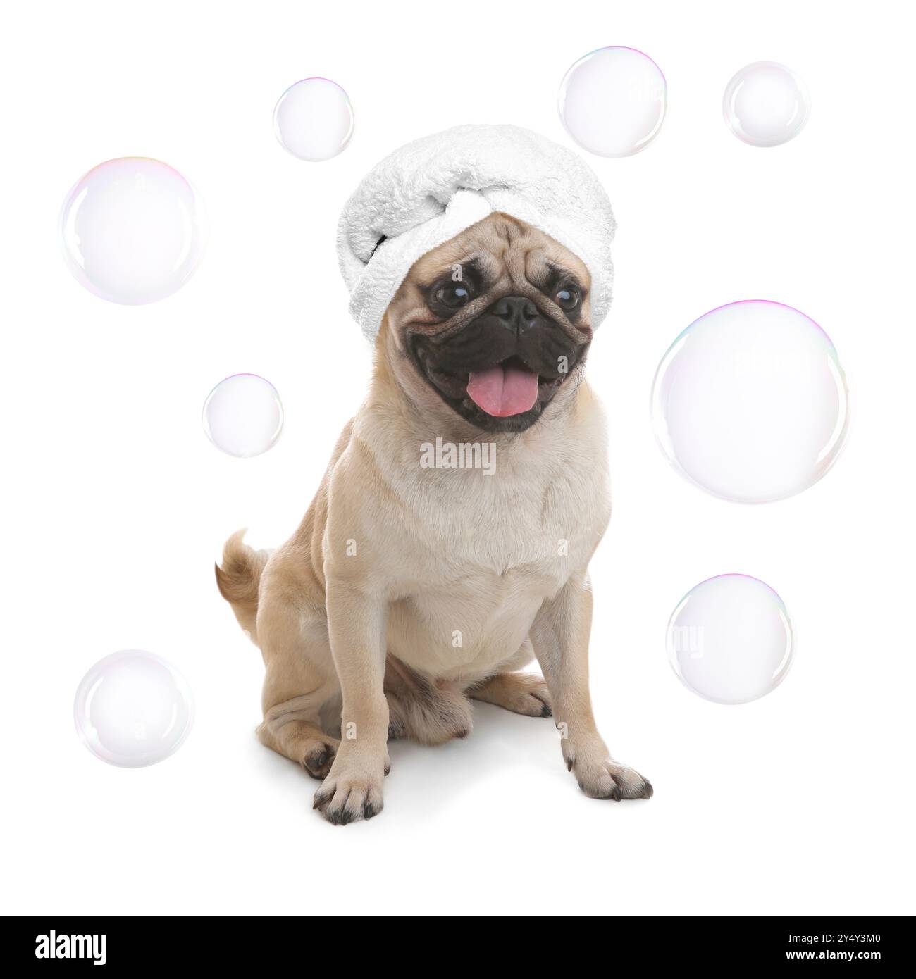 Cute pug dog with towel on head under floating soap bubbles on white ...