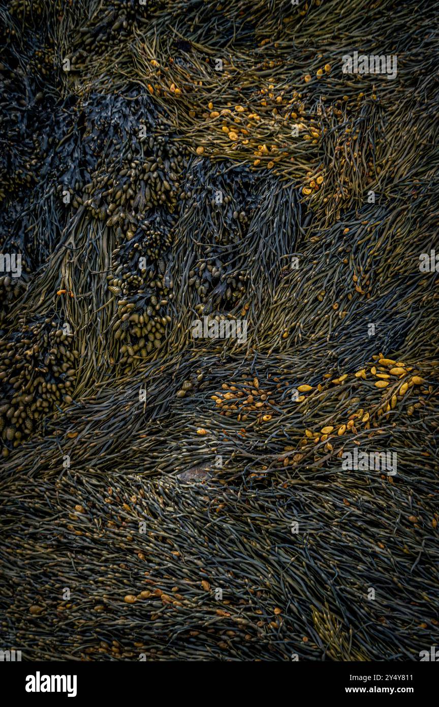 Dramatic and moody photos of seaweed swept over rocky shores from Bar ...