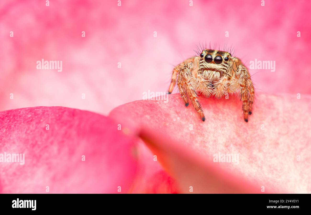 Jumping spider is standing on a Euphorbia milli flower petal in a macro ...