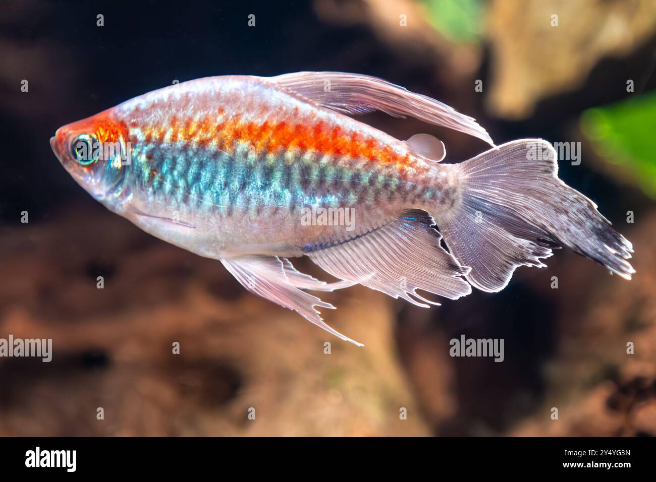 Colorful, iridescent Congo tetra (Phenacogrammus interruptus) at the ...