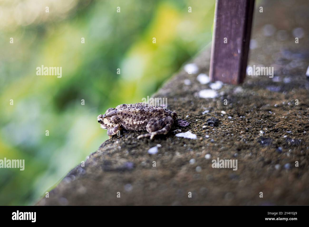 Asian amphibian species hi-res stock photography and images - Alamy