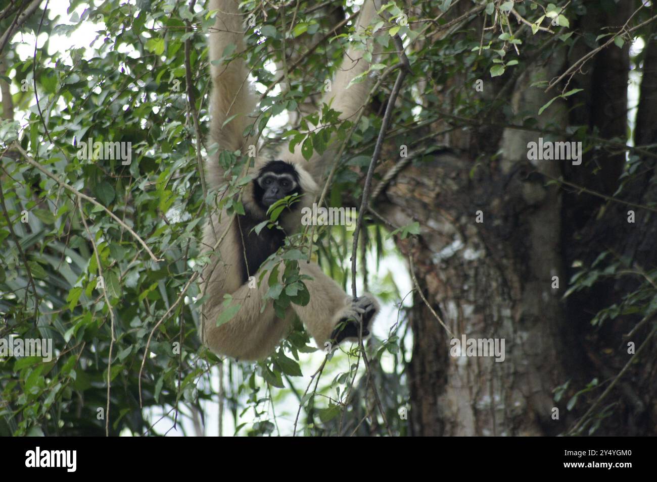 Bang Phra, Thailand. 18th Sep, 2024. A capped gibbon (Hylobates ...