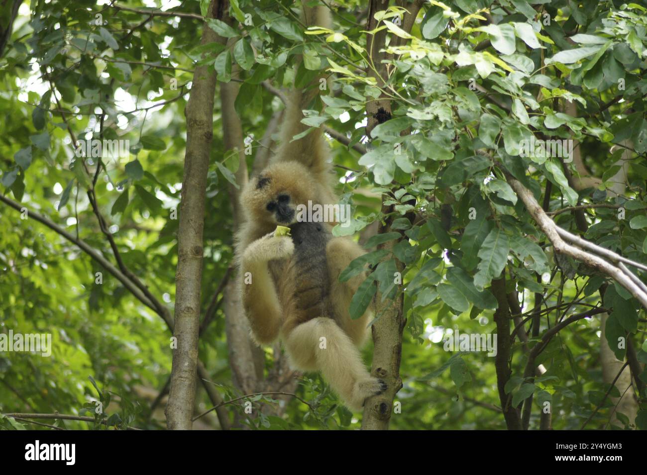 Bang Phra, Thailand. 18th Sep, 2024. A female of the white-cheeked ...