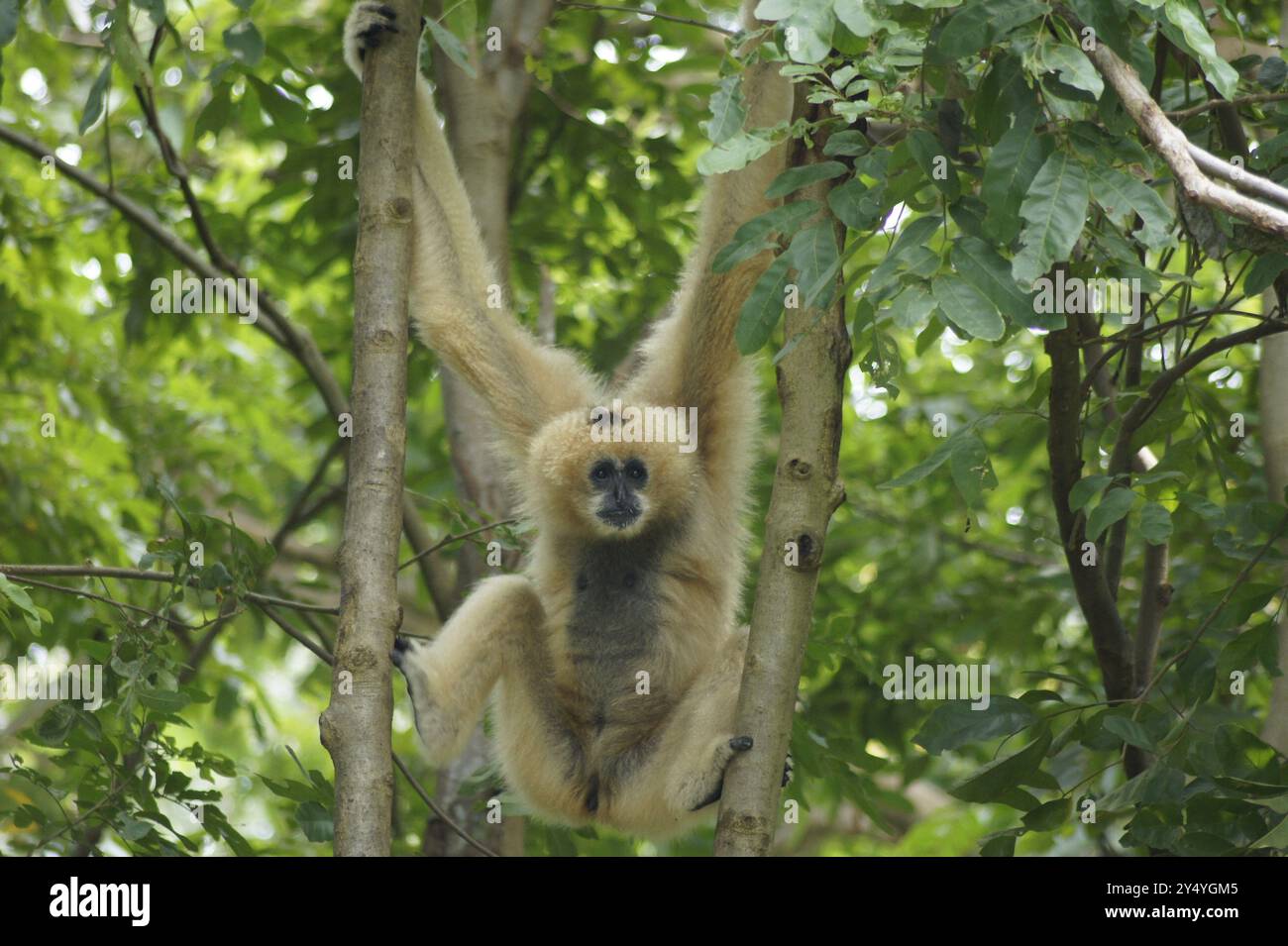 Bang Phra, Thailand. 18th Sep, 2024. A female of the white-cheeked ...