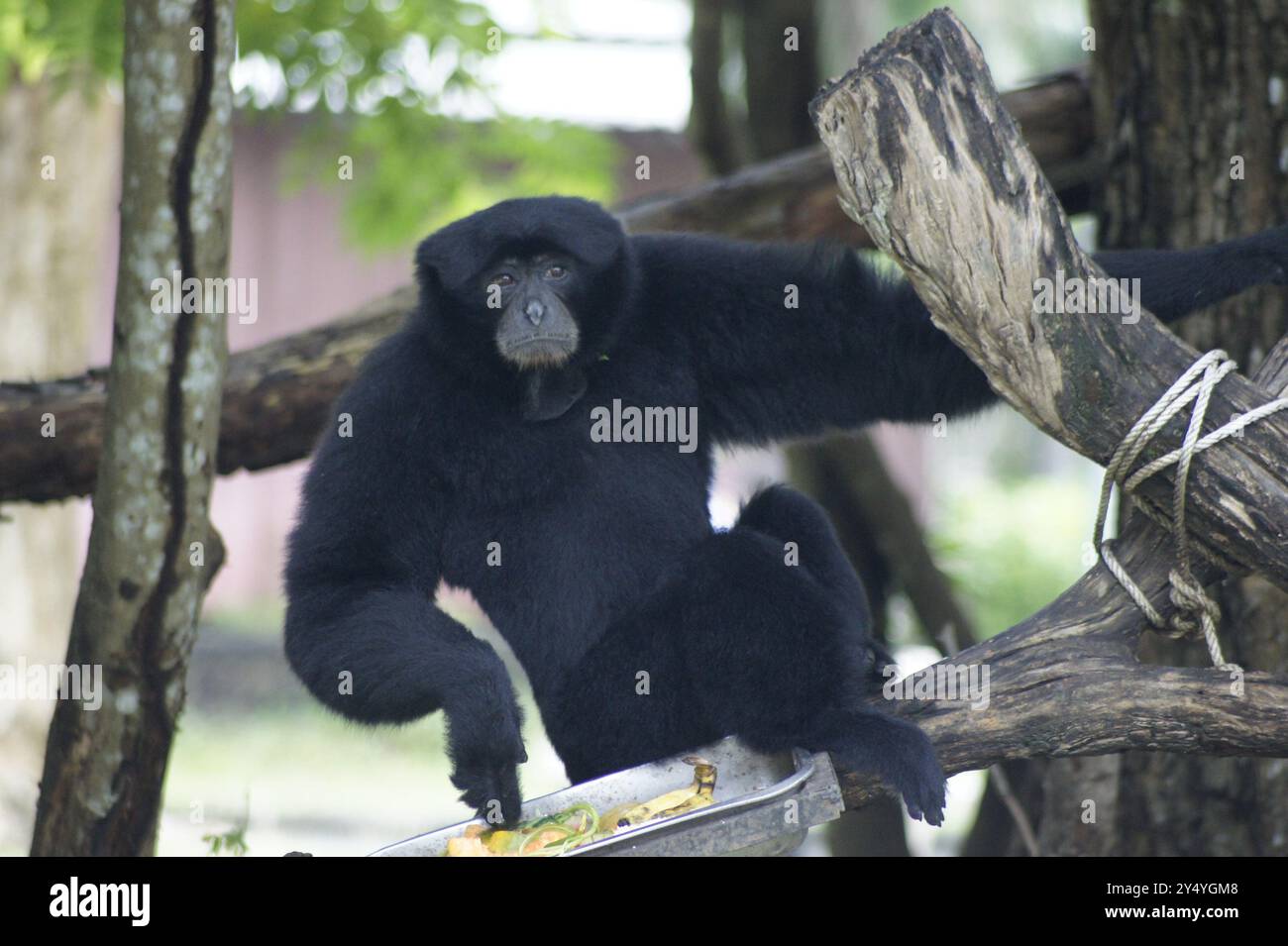Bang Phra, Thailand. 18th Sep, 2024. A siamang (Symphalangus ...