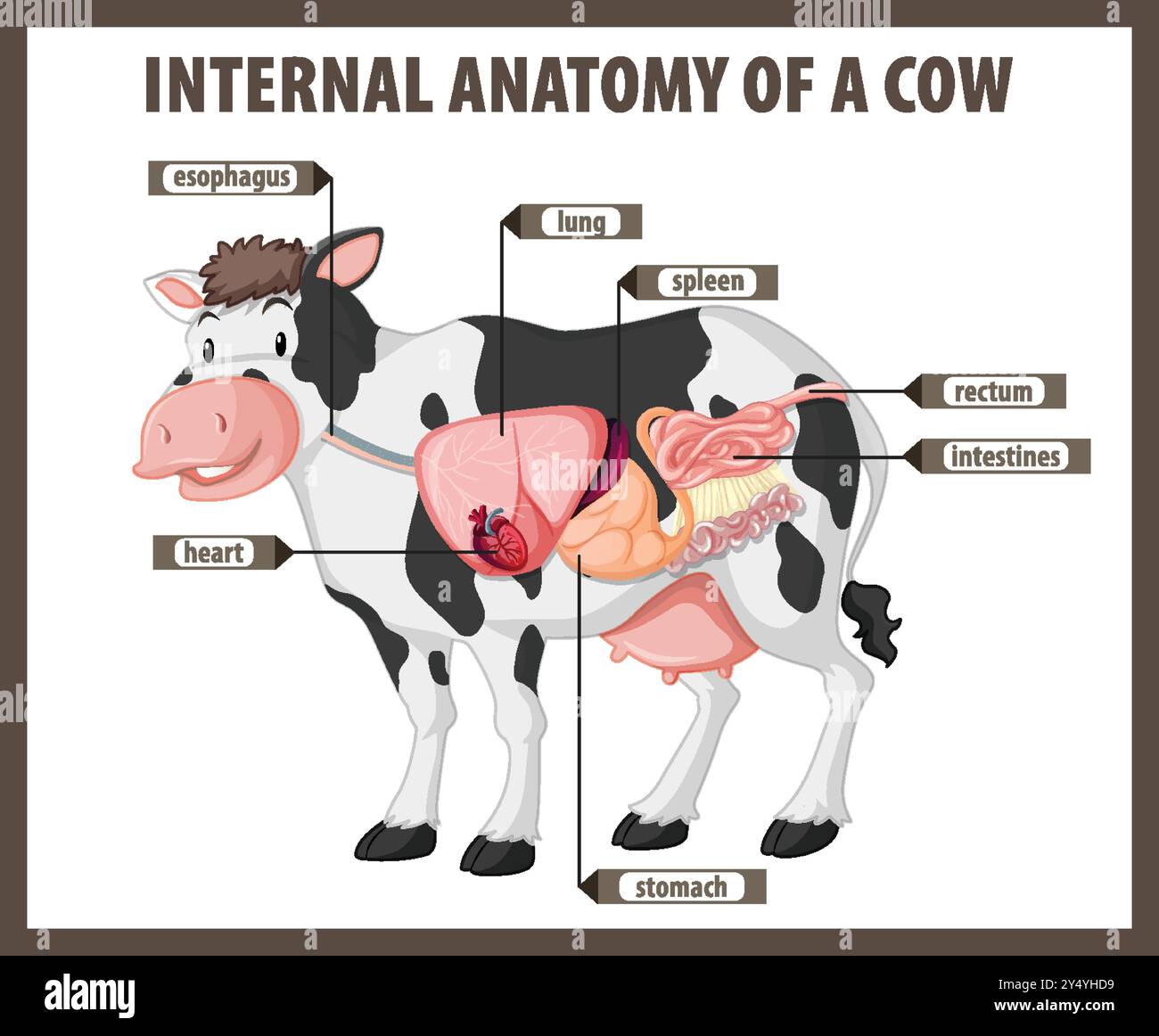Illustration showing cow's internal organs and anatomy Stock Vector ...