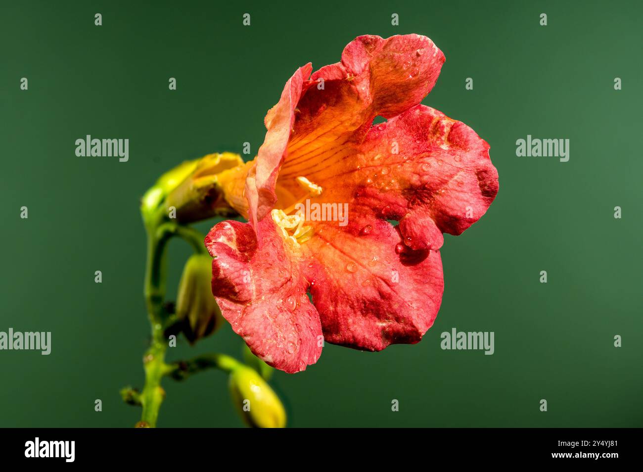 Beautiful Blooming orange Bignonia capreolata or campsis on a green ...