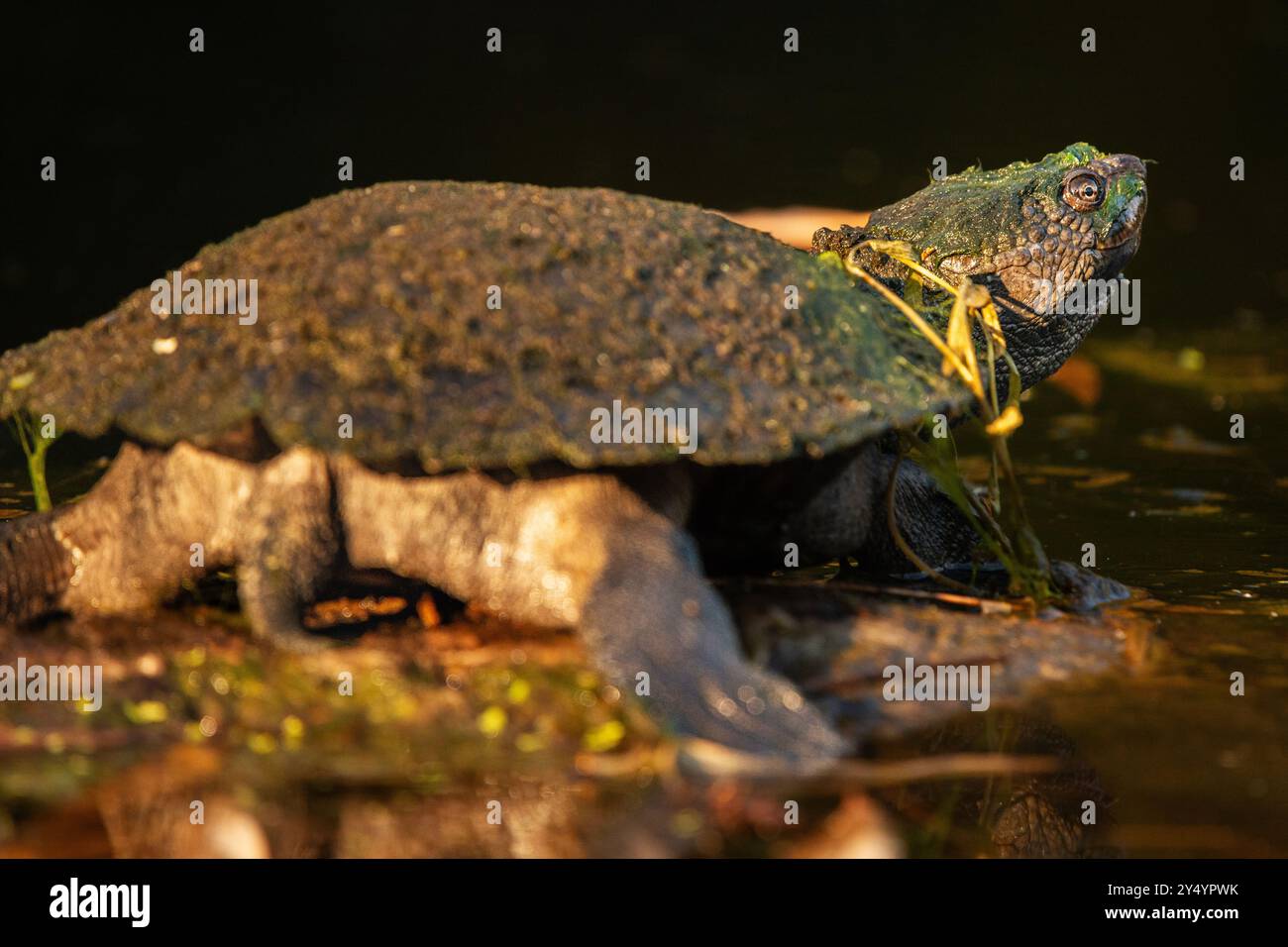The saw-shelled turtle is a species of turtle in the Chelidae family ...