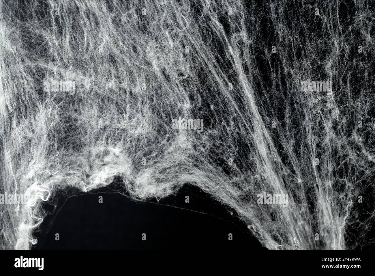 Spooky creepy cobweb spiders web covered a black background. Abstract ...