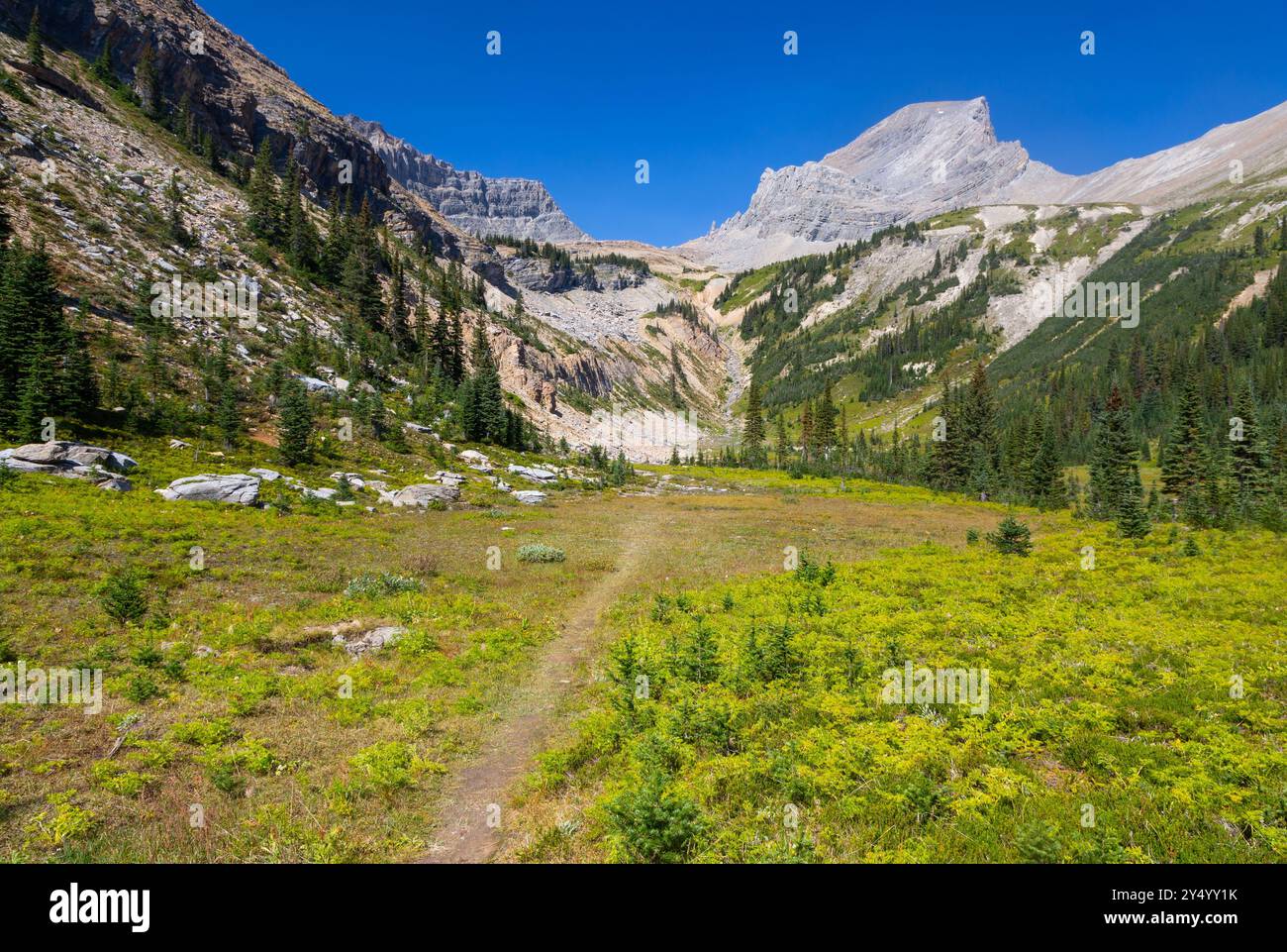 Niles Meadows Green Grass and Rocky Mountain Peak, Beautiful Alpine ...