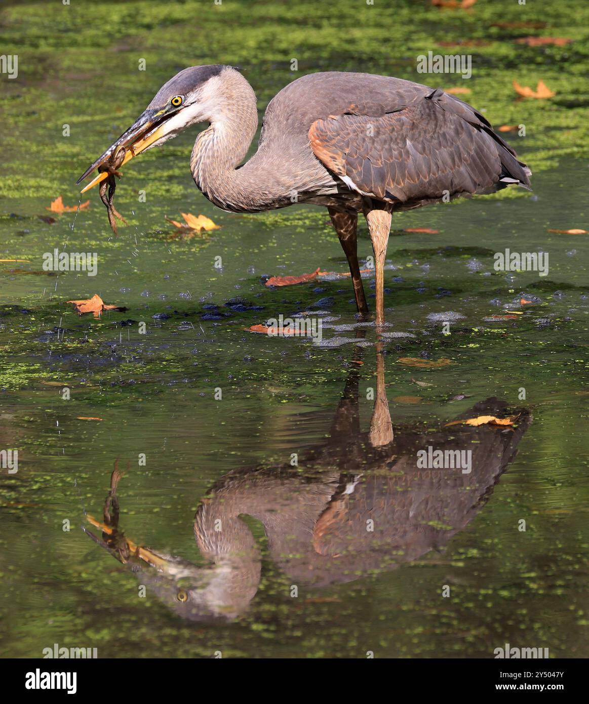 Great blue heron portrait with his frog meal into the swamp, Quebec ...