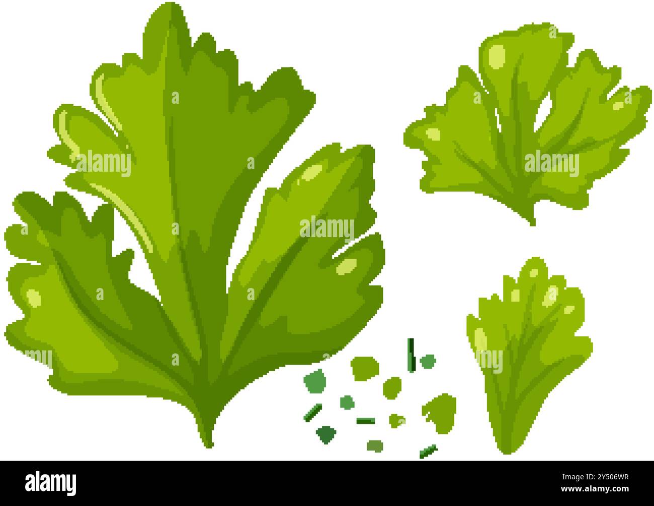 Vector image of cilantro leaves and pieces Stock Vector Image & Art - Alamy