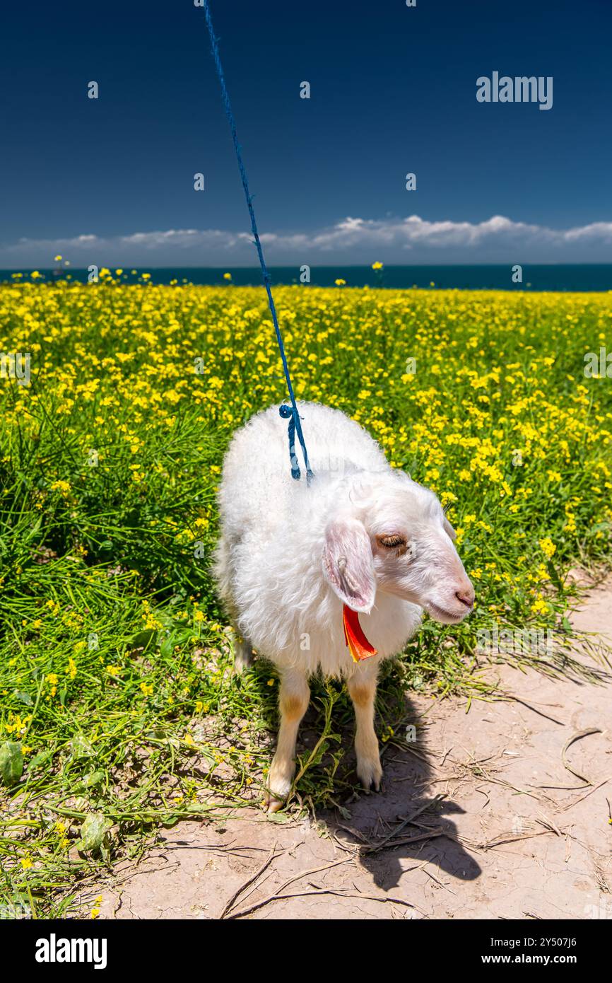 Grazing sheep at 3200 meter altitude Qinghai Lake, Qinghai province ...
