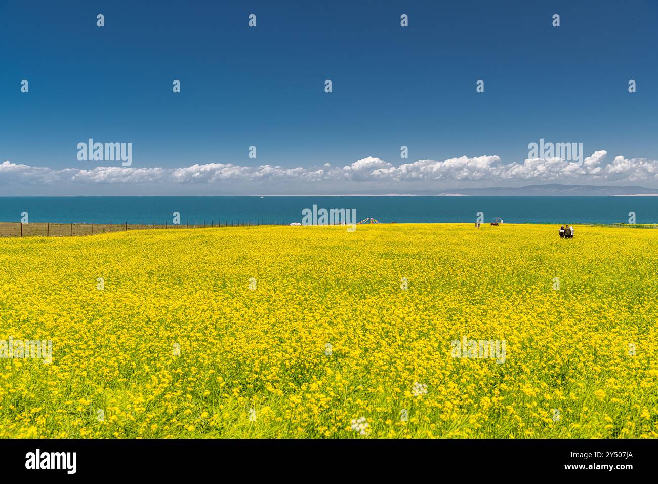 Qinghai Lake, Eastern Tibet, Qinghai province, China, blue sky, iconic ...