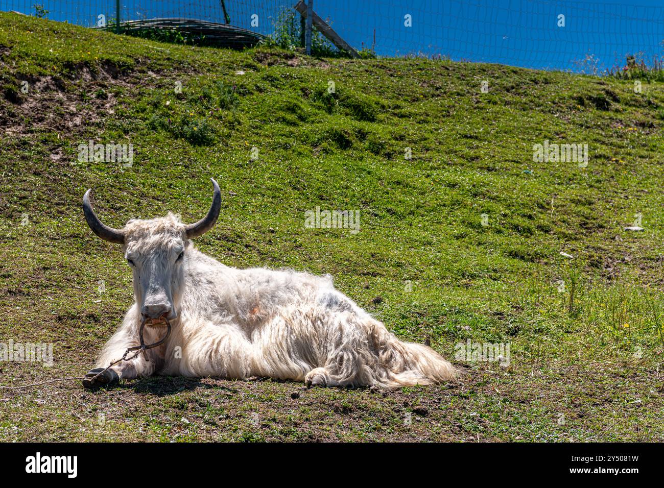 White yak peacefully laying on the grass around Qinghai lake, China ...