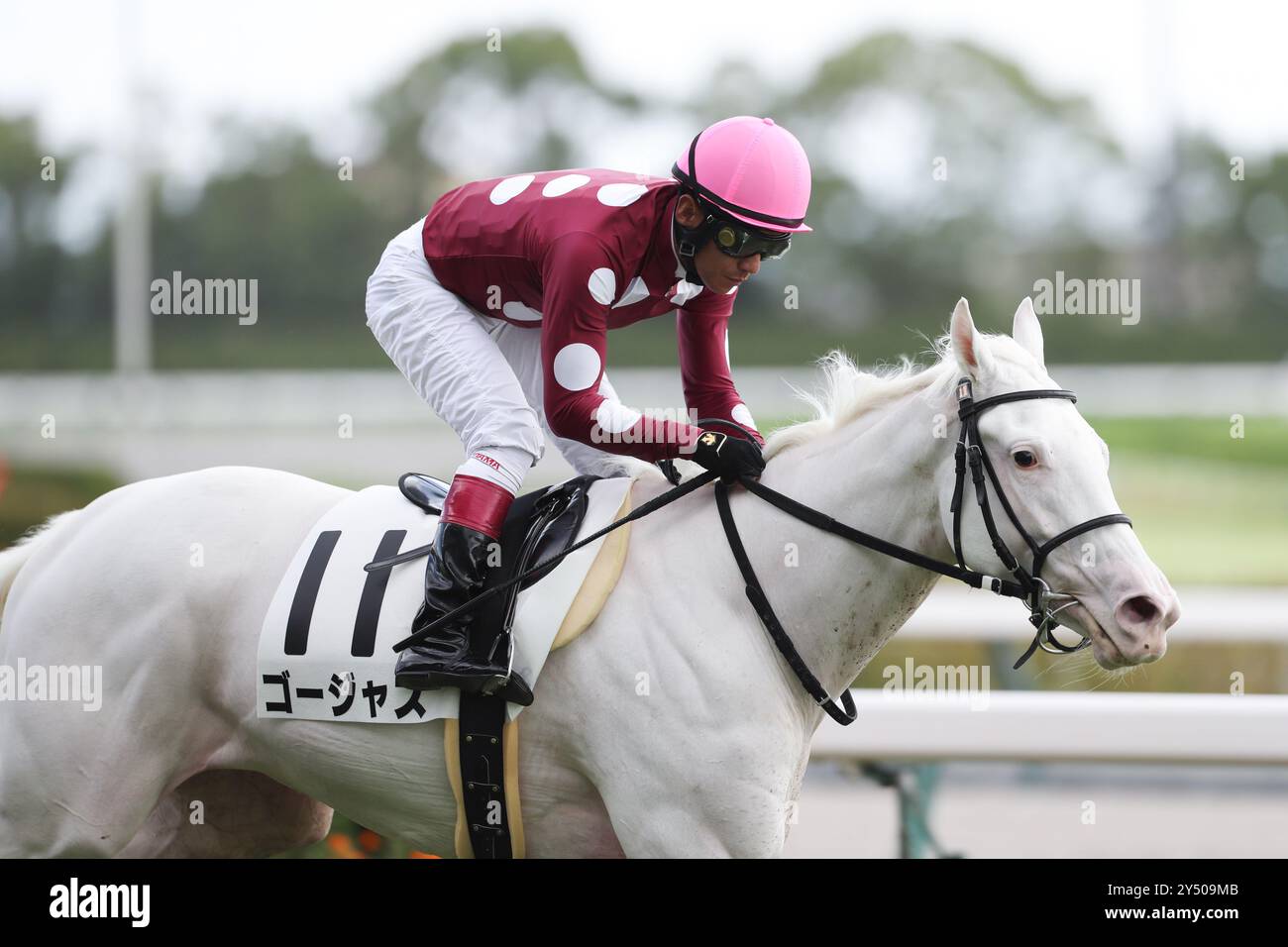 2024/09/16 CHUKYO 05R Gorgeous/Suguru Hamanaka Jockey at Chukyo ...