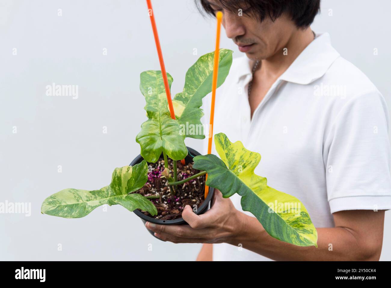Closeup to Fresh leaf of philodendron florida beauty x mayoi Stock ...