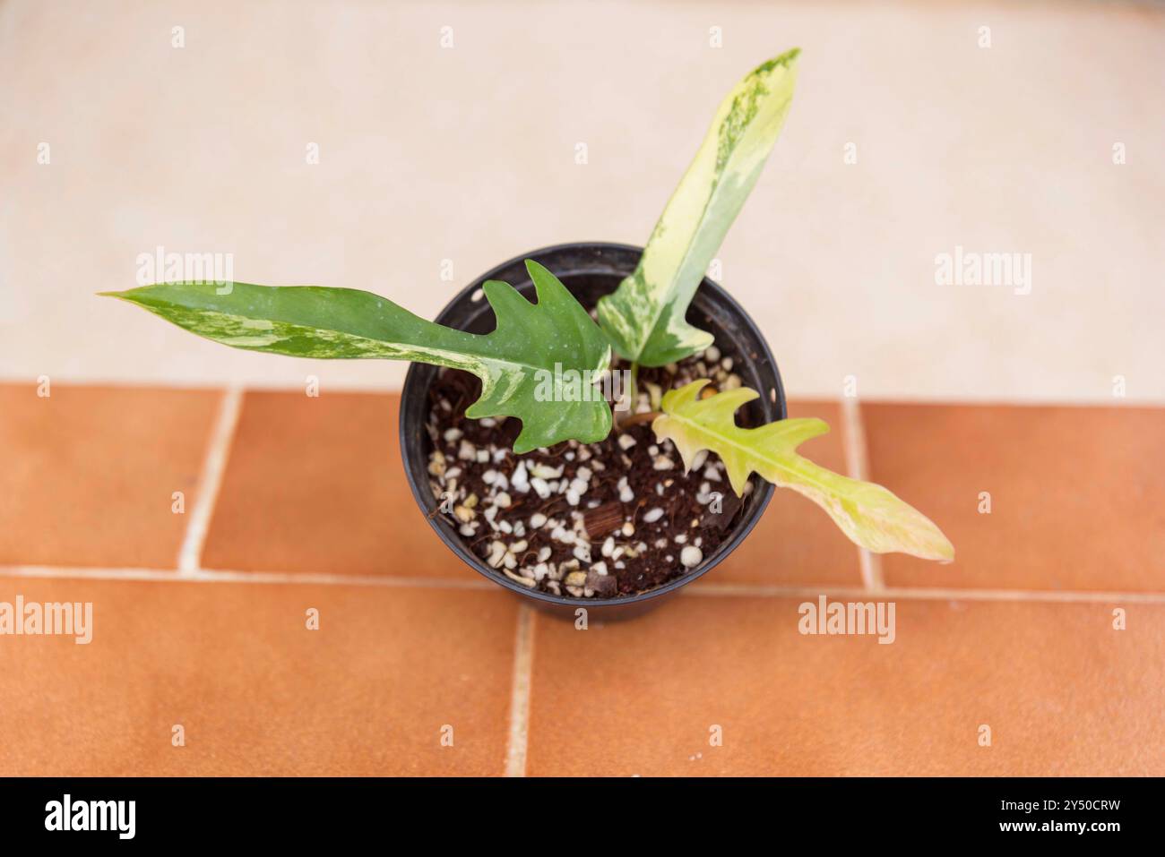 Closeup to Fresh leaf of philodendron florida beauty x tortum Stock ...