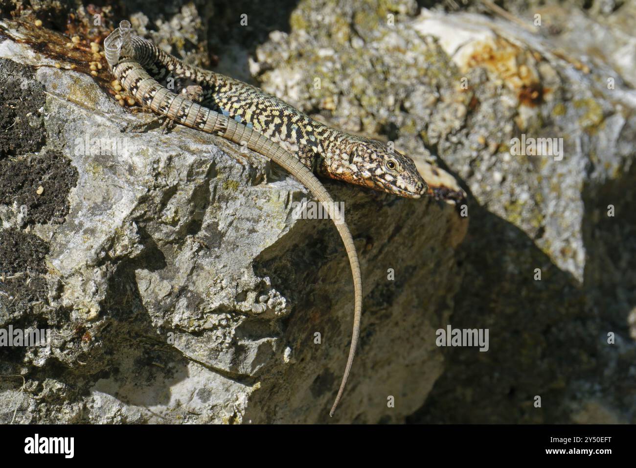 common lizard standing still on a rock in full sun Stock Photo - Alamy